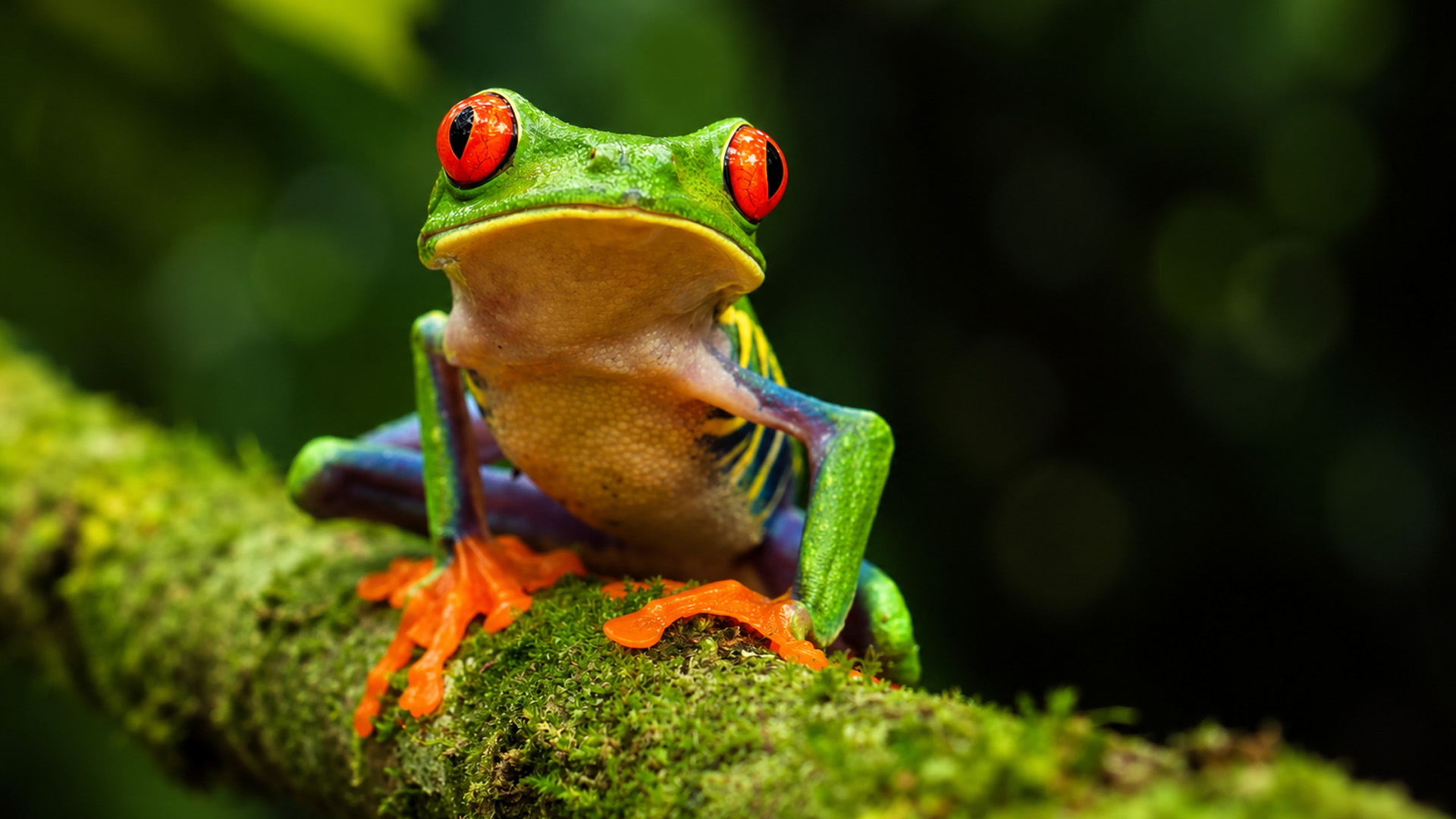 This tiny frog lives in dangerous rainforests