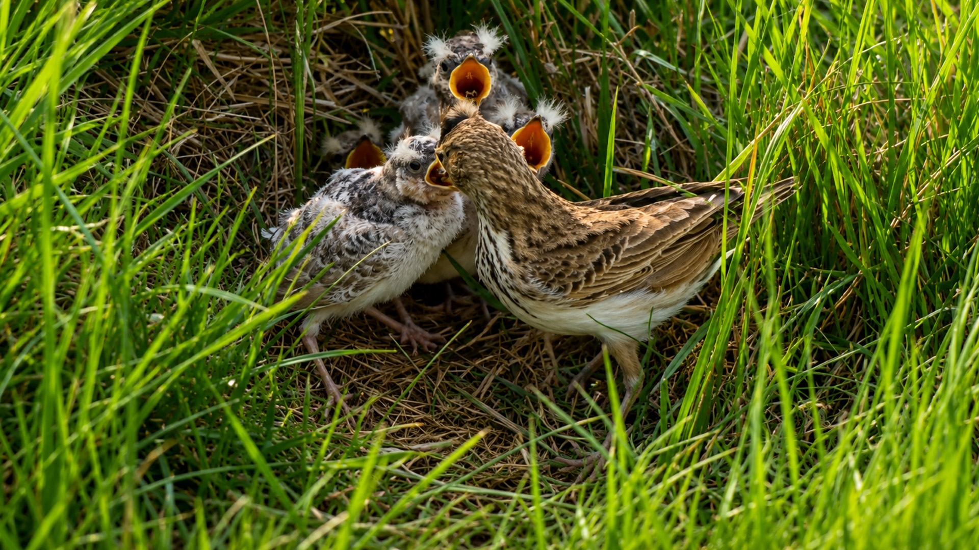 Camera trap captures close-up of crested lark feeding its young