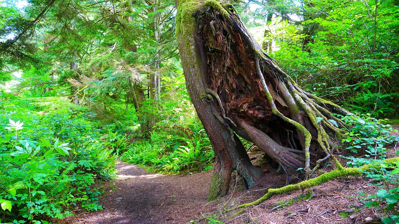 Why savvy Oregon road trippers always start their coastal run at ...