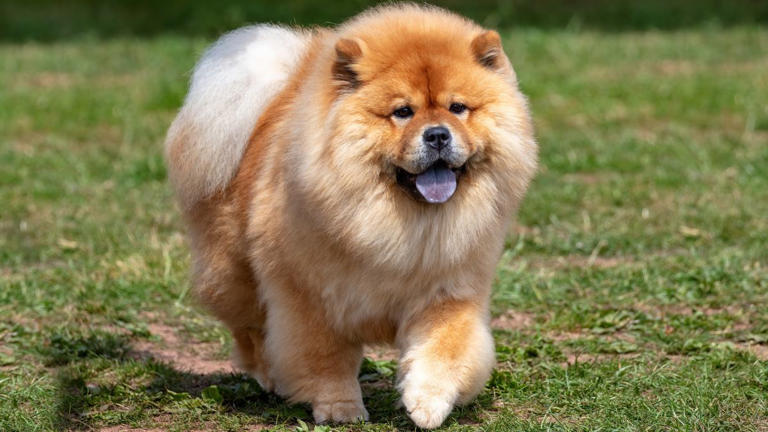 Meet the lion-like dog breed that is fiercely loyal but can be ...