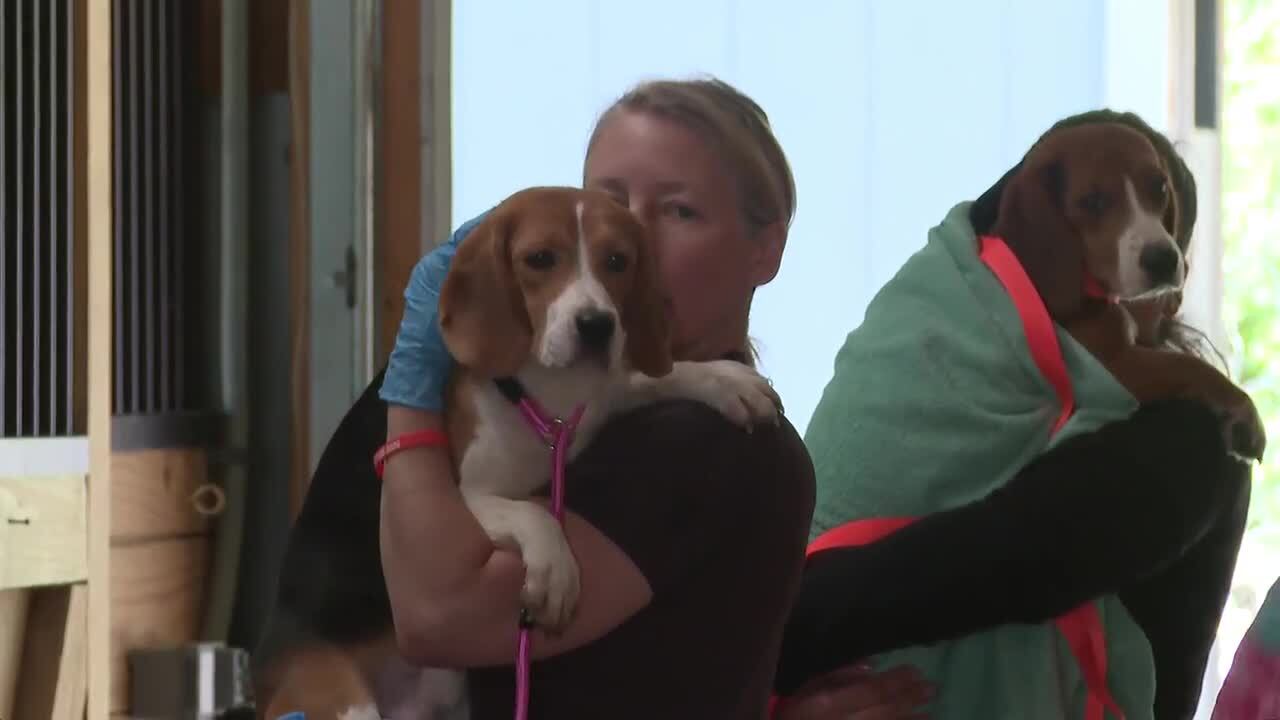 Beagles from Ridglan Farms begin to arrive at Dane County Humane Society