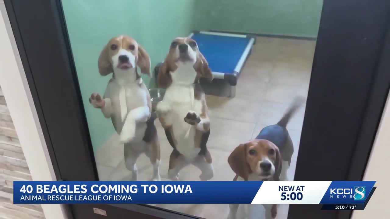 Iowa animal rescue group aids in saving beagles from Wisconsin facility