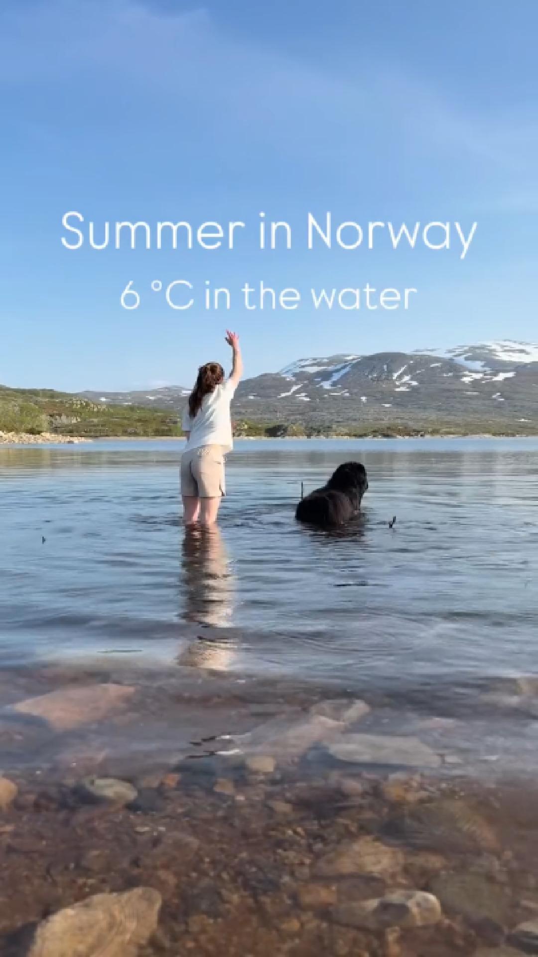 Why Newfoundland dogs thrive in cold weather and actually love the chill