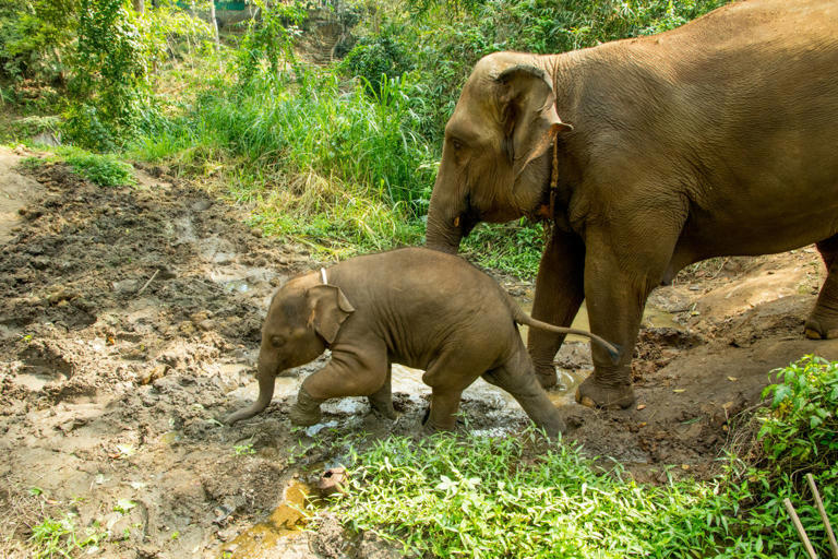 Watch baby elephant Ming Muang hilariously dive into mud bath despite ...