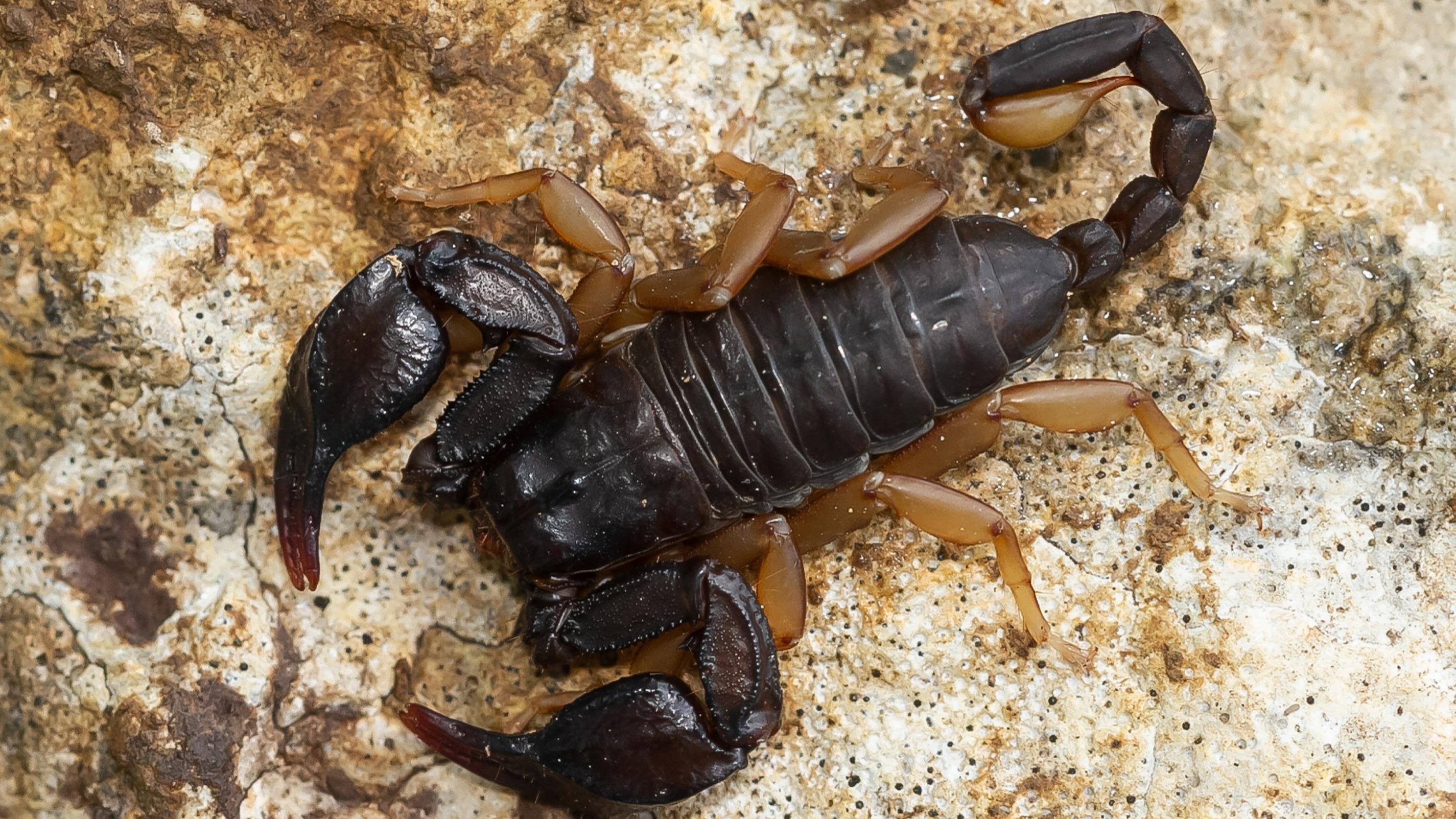 Voici les 5 espèces de scorpions que l’on peut voir en France
