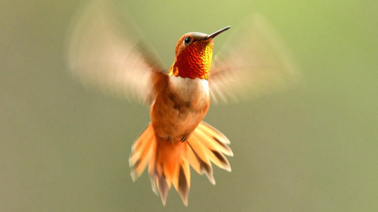 The 13 best types of tubular flowers to lure hummingbirds to your yard