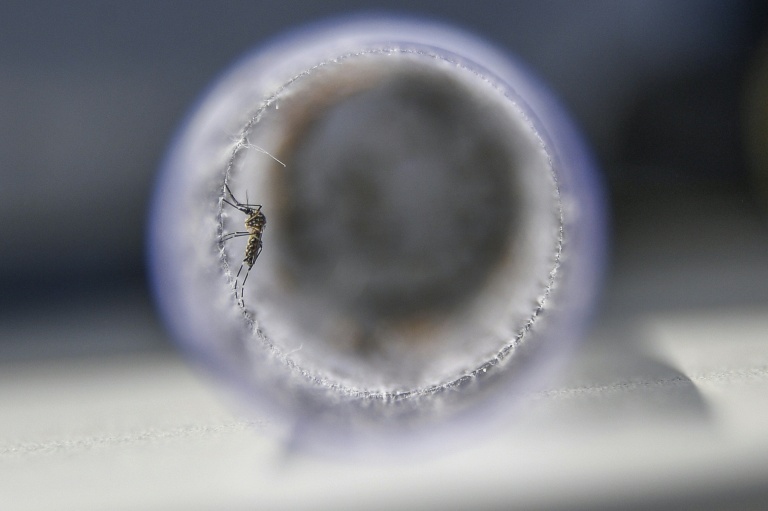 Dengue outpaces virus-blocking mosquitoes in Brazil