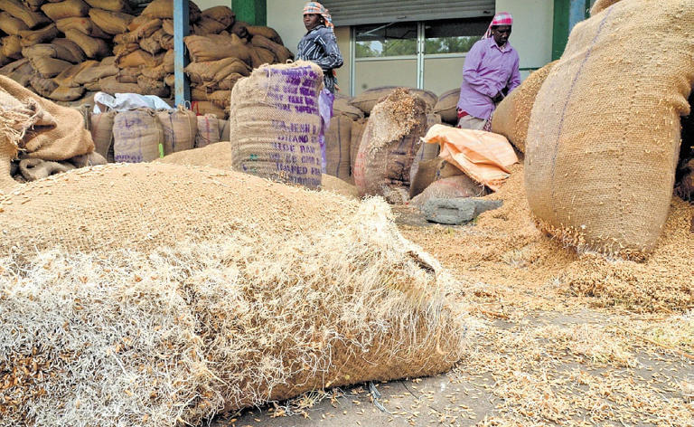 30K paddy bags partially damaged in Nellai rain