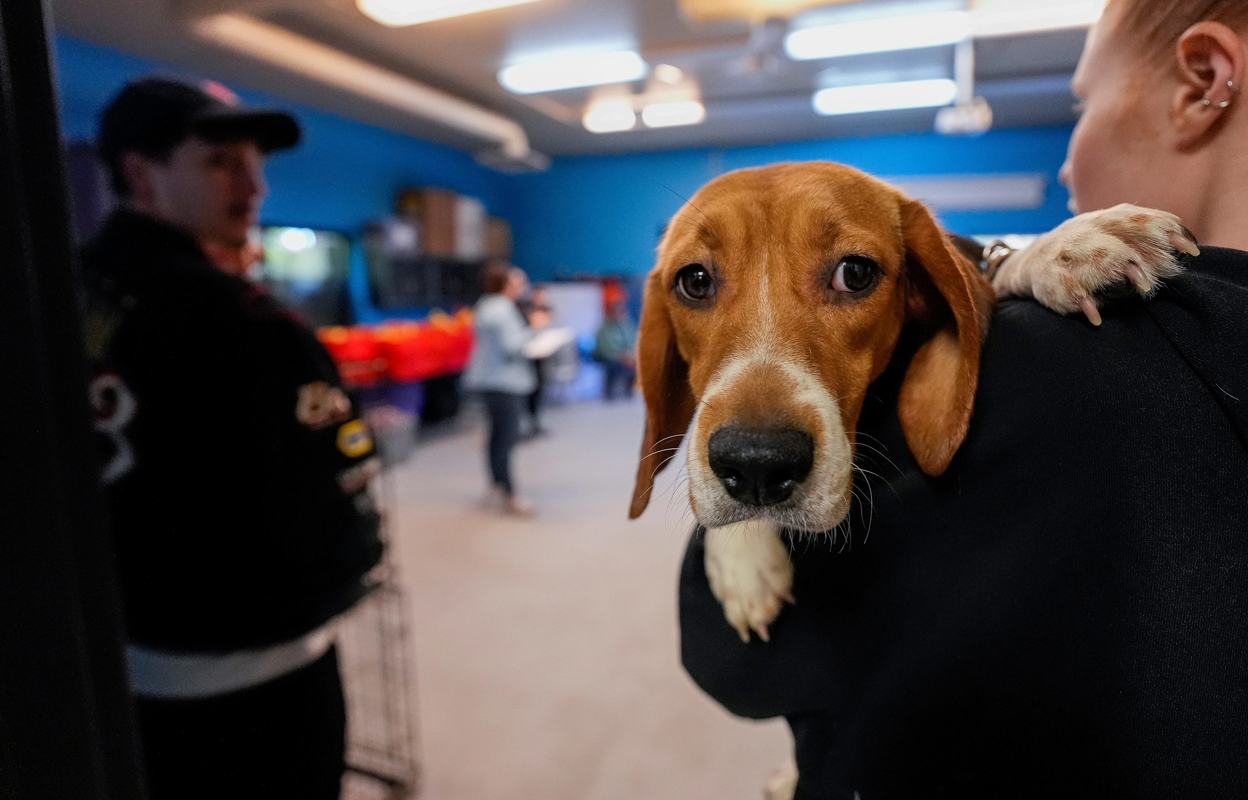 45 Ridglan beagles to arrive in Green Bay, meet foster families