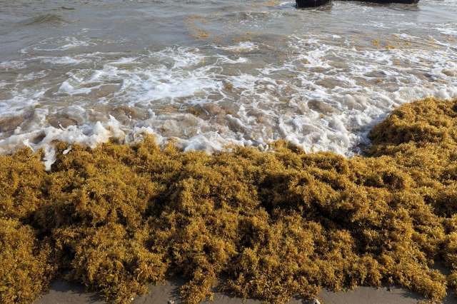 Putrid, island-sized mass of seaweed floating in Atlantic may break a ...