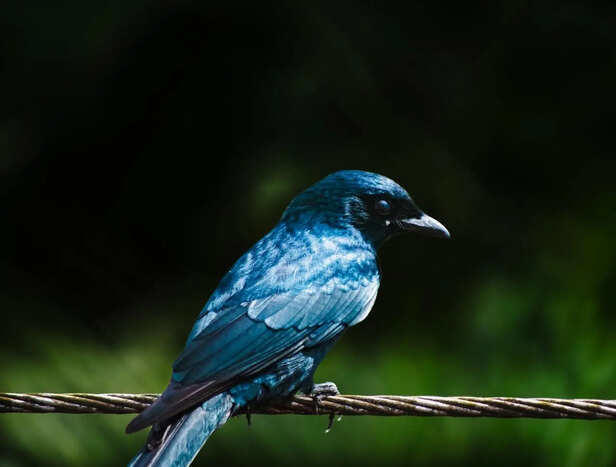 8 friendly birds that secretly love human company