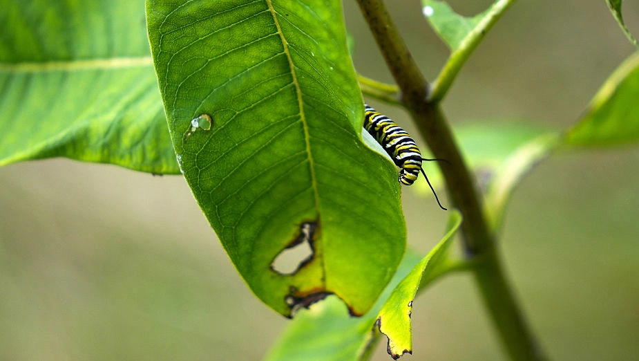 Milkweed magic for monarch lovers