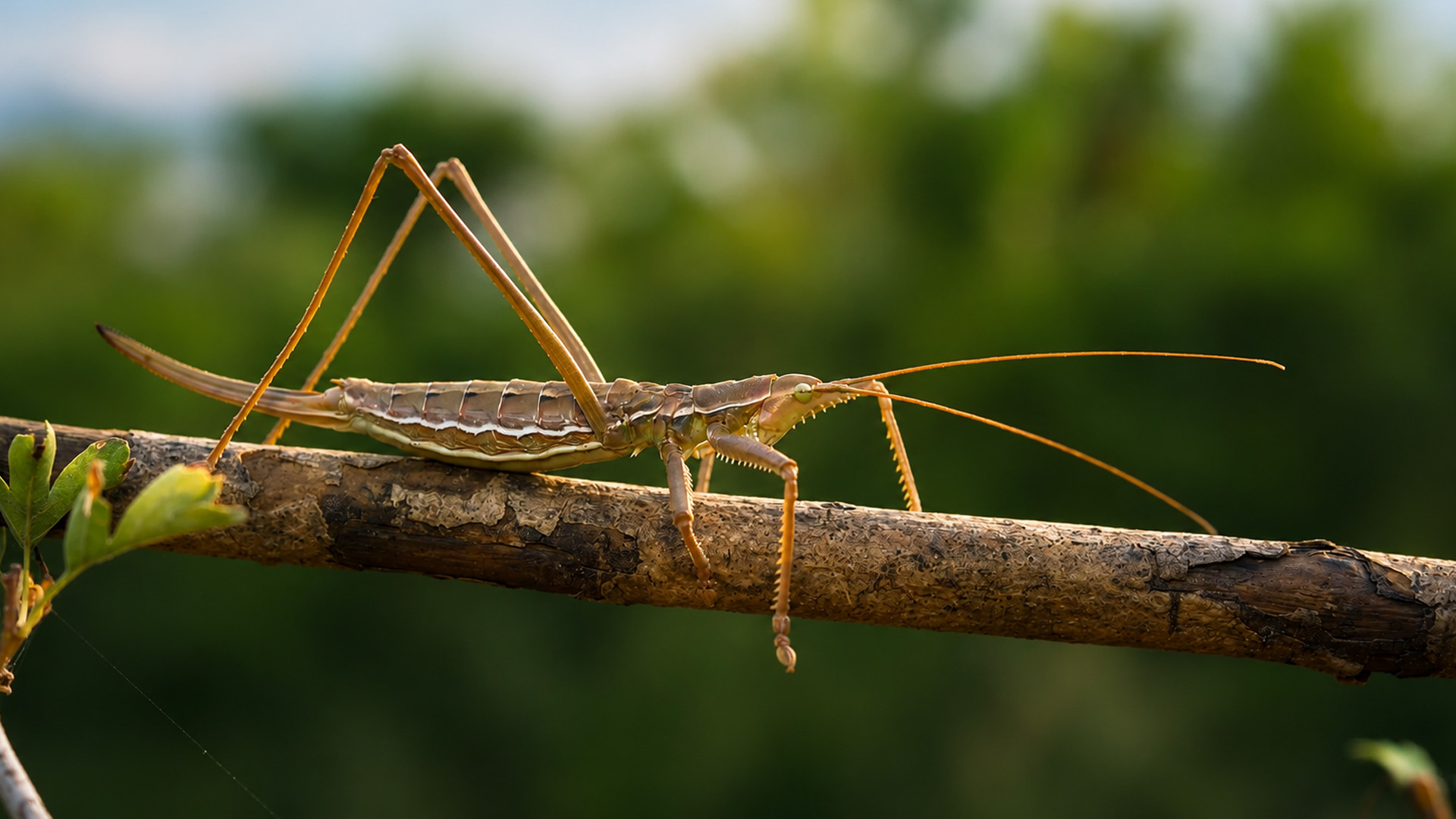 Une caméra cachée capture un énorme phasme au repos sur une branche de ...