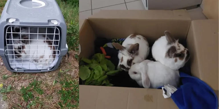 Purkersdorf: Drei Hasen in Box auf Parkplatz gefunden