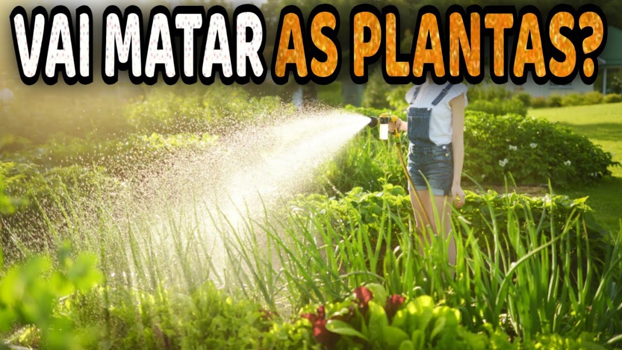 A verdade sobre regar plantas no horário quente que ninguém conta