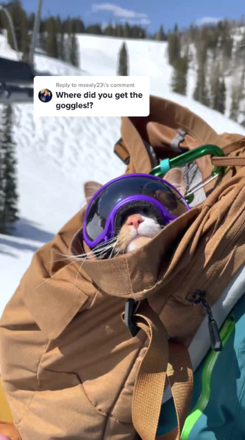 This stylish cat is rocking colorful pet goggles