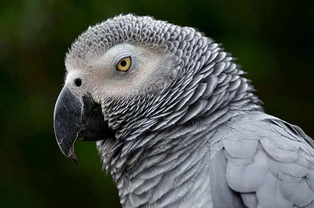 8 friendly birds that secretly love human company