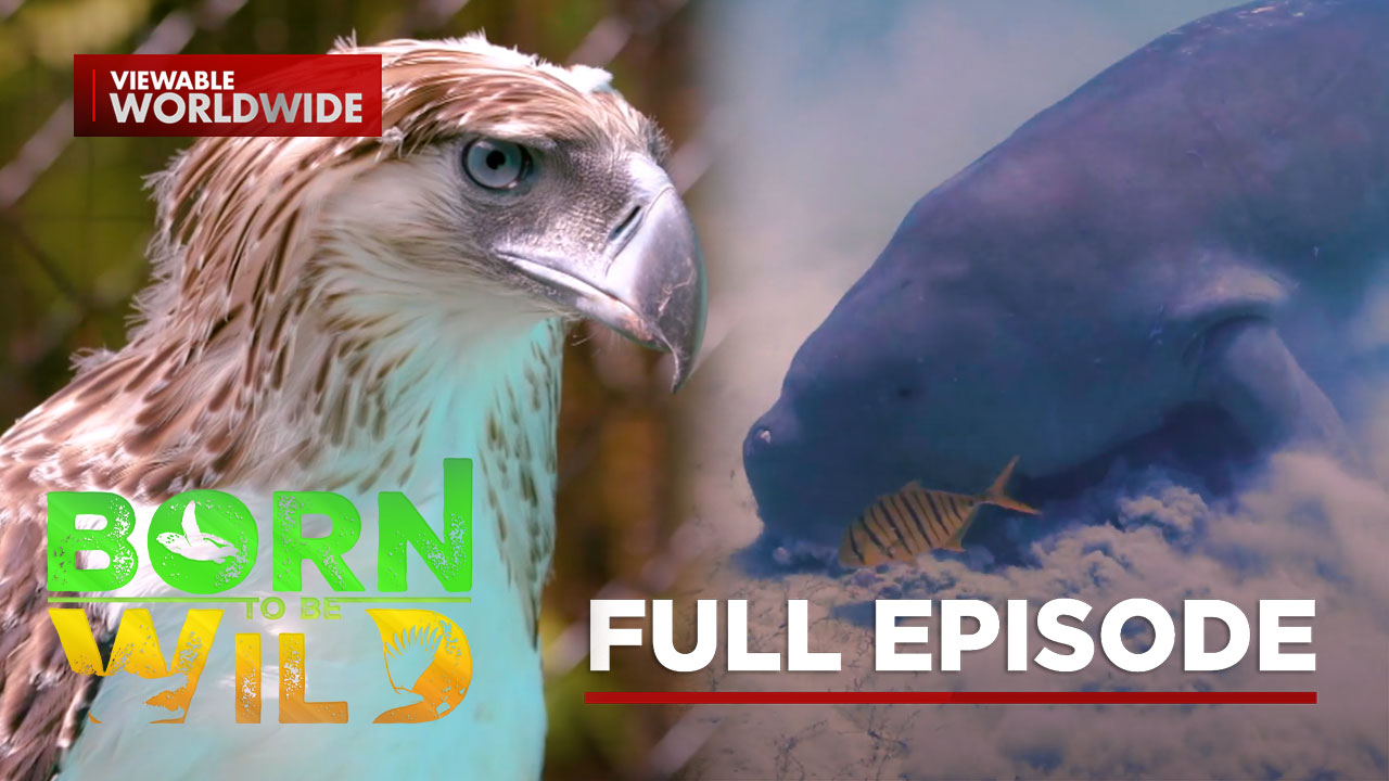 Hope for the Philippine eagle species and a friendly dugong (full ...