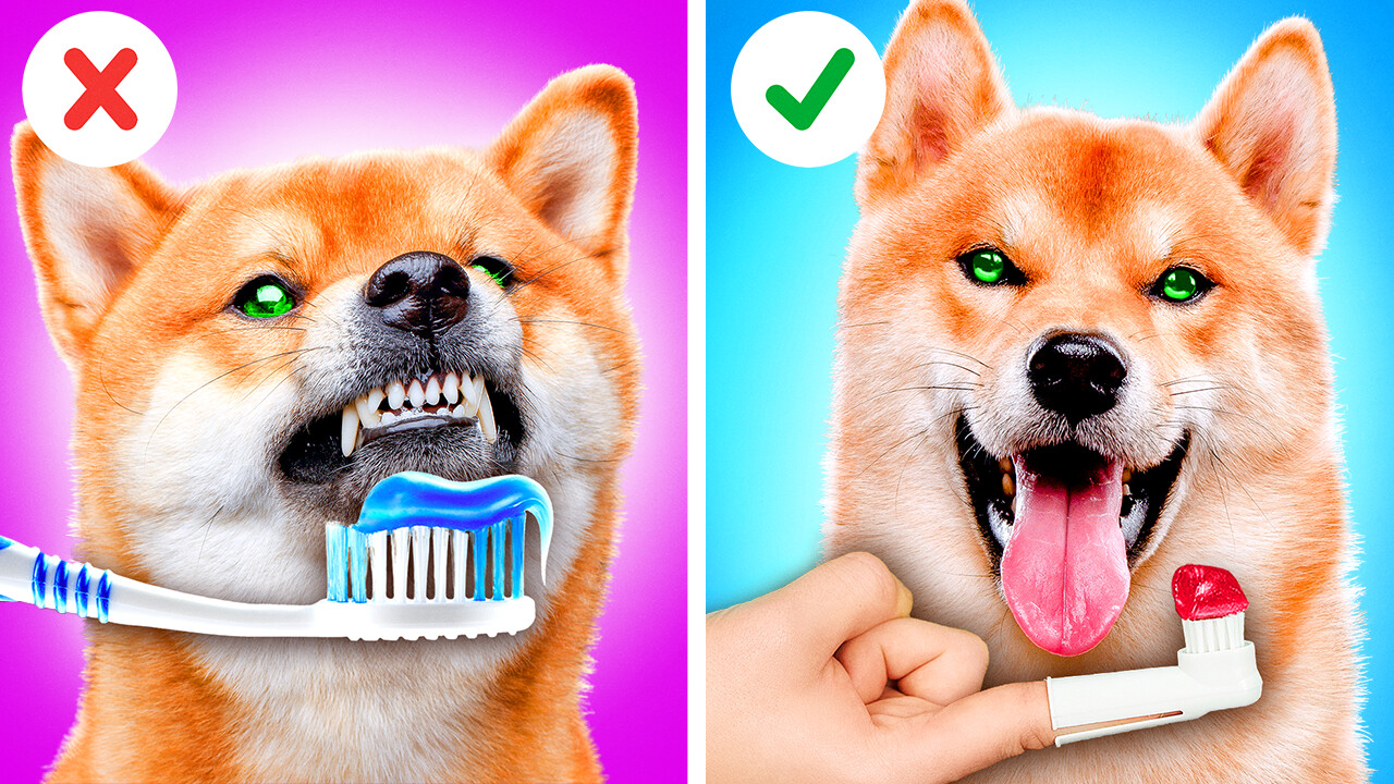 Creative solutions for pet lovers || Fun DIY toys and handy gadgets ...