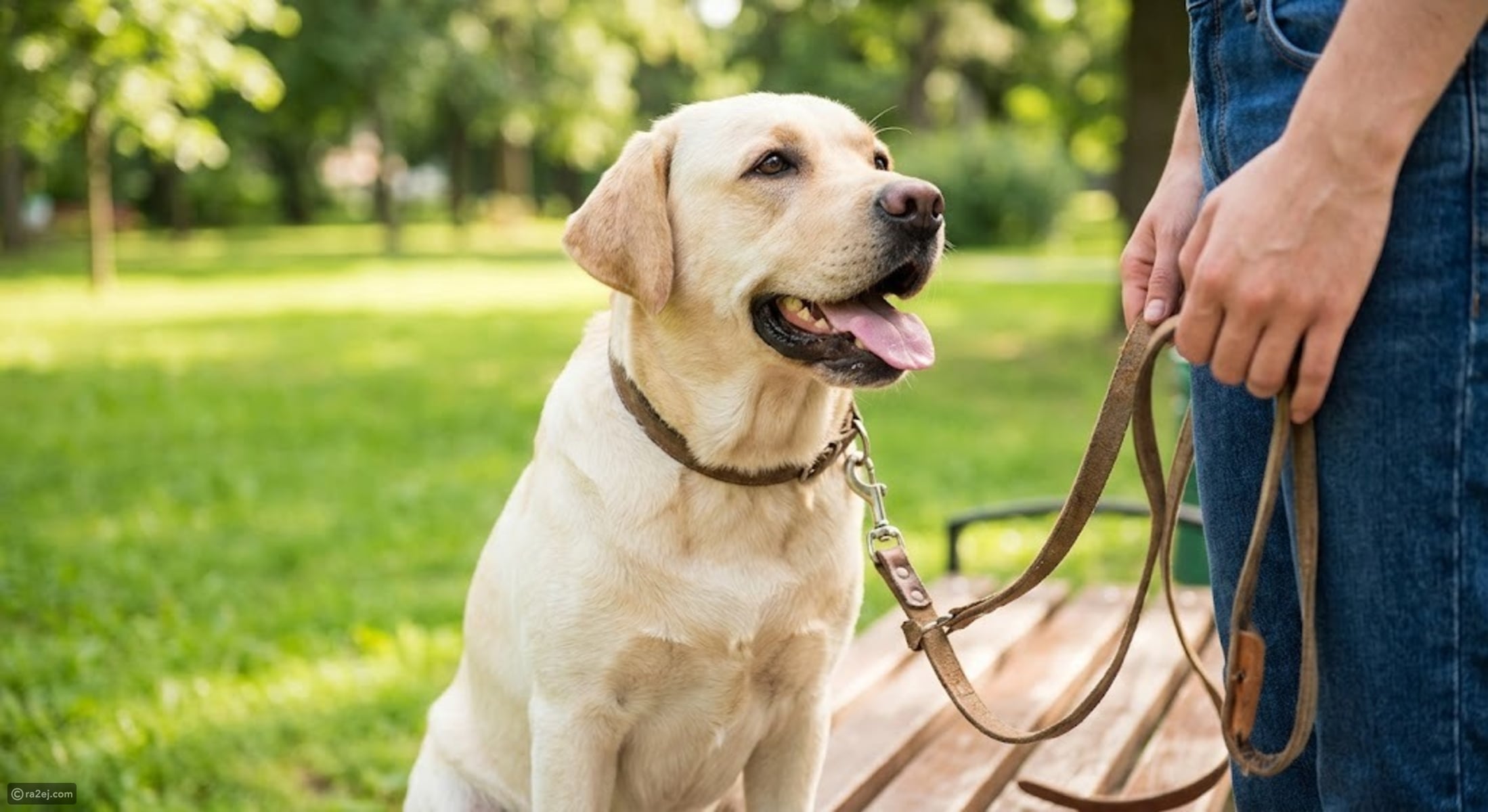10 friendly dog breeds that never want to leave your side