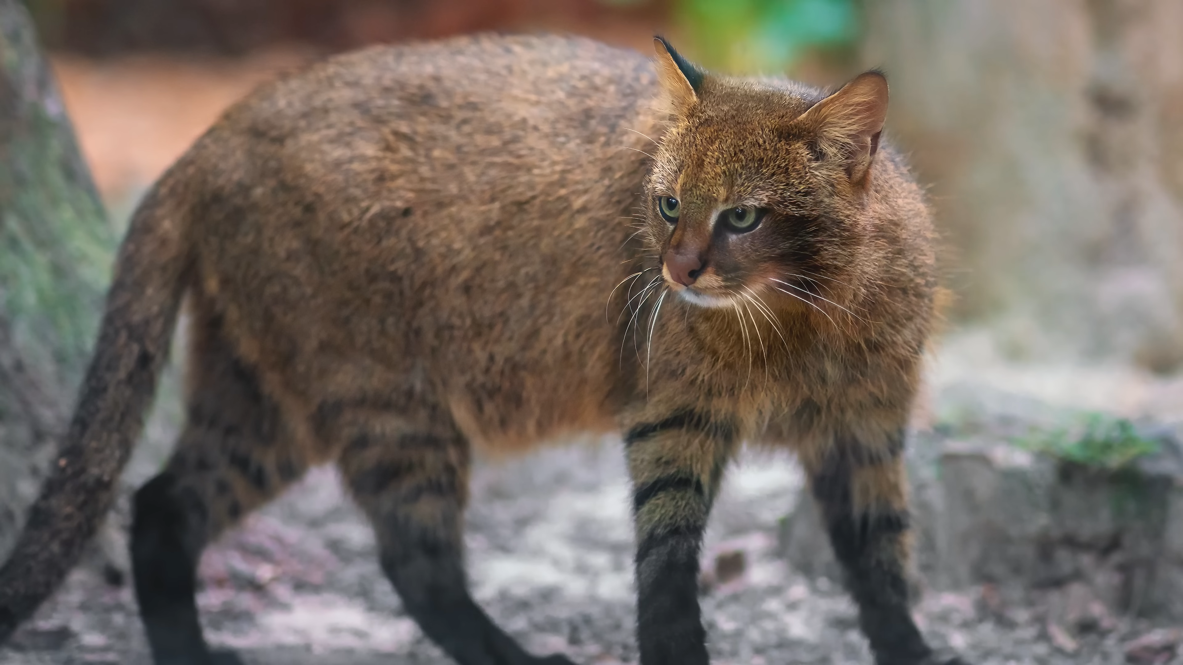 South America’s weirdest predator hunts like nothing else on Earth