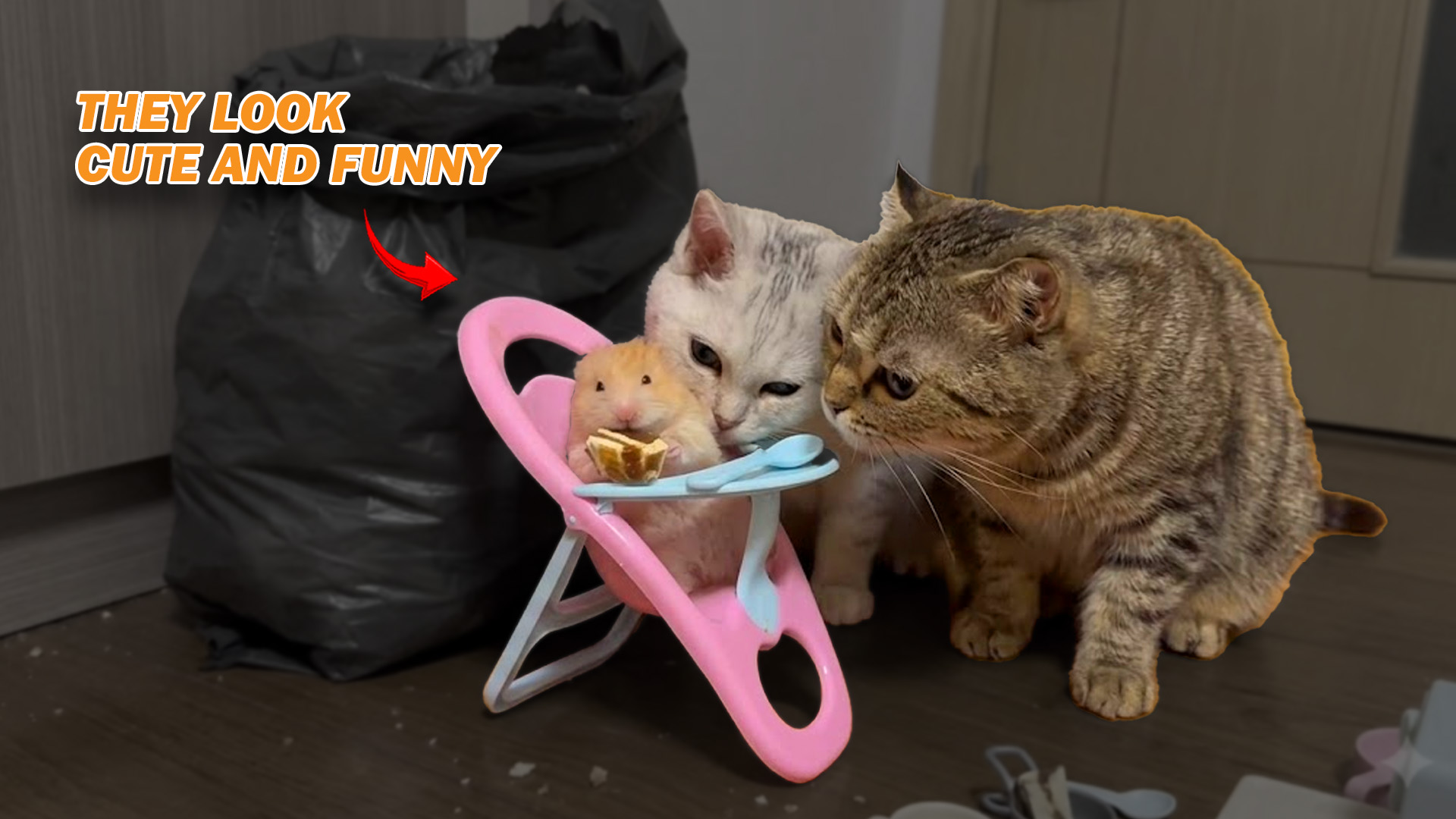 Funny animal video highlights