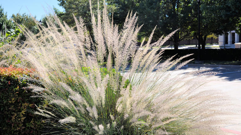 The perennial grass with stunning silver foliage that makes an ...