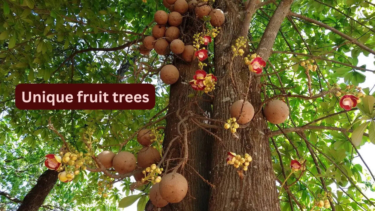 From snake fruit to jabuticaba; 10 unique fruit trees around the world ...