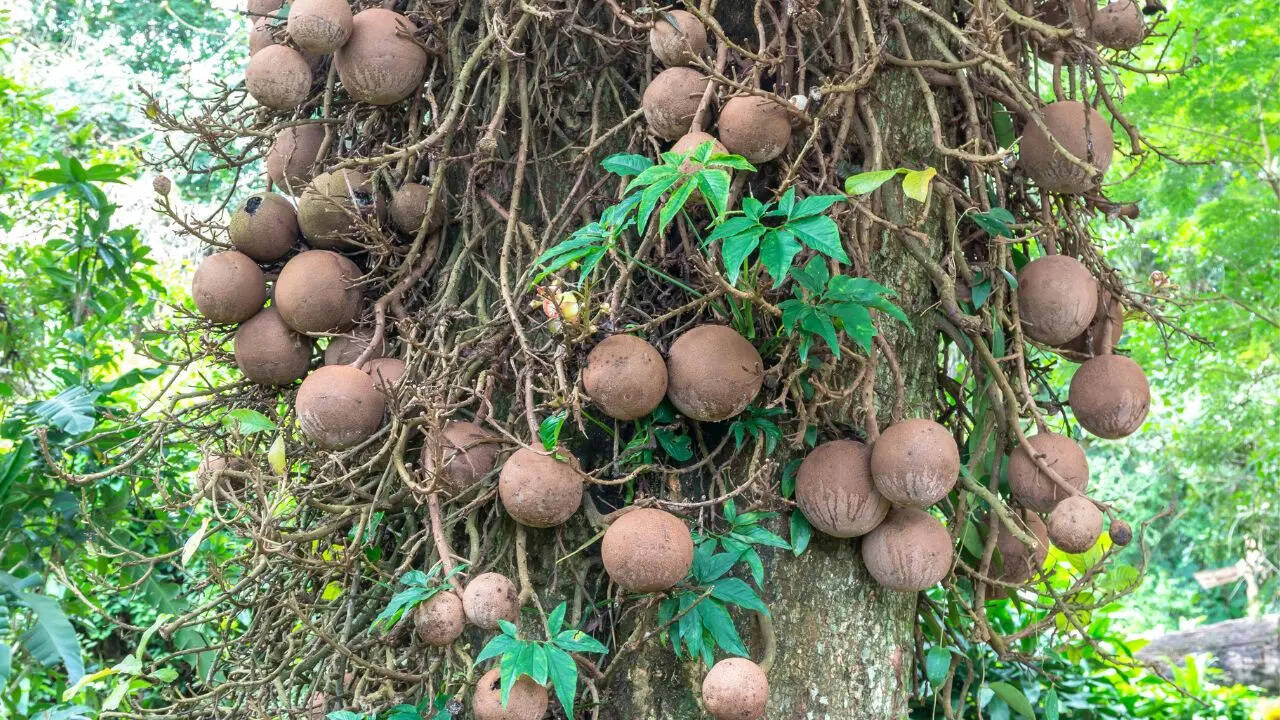 10 unique fruit trees around the world and where travellers can find them
