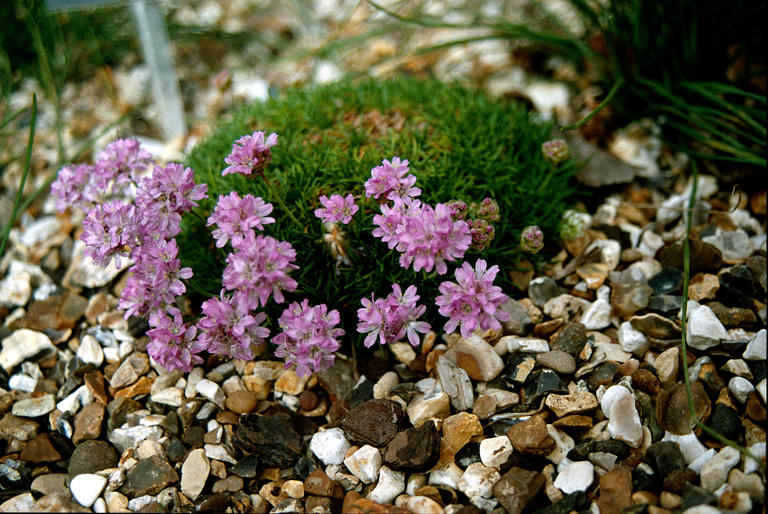 RHS Chelsea Flower Show celebrates Sir David Attenborough’s 100 years ...