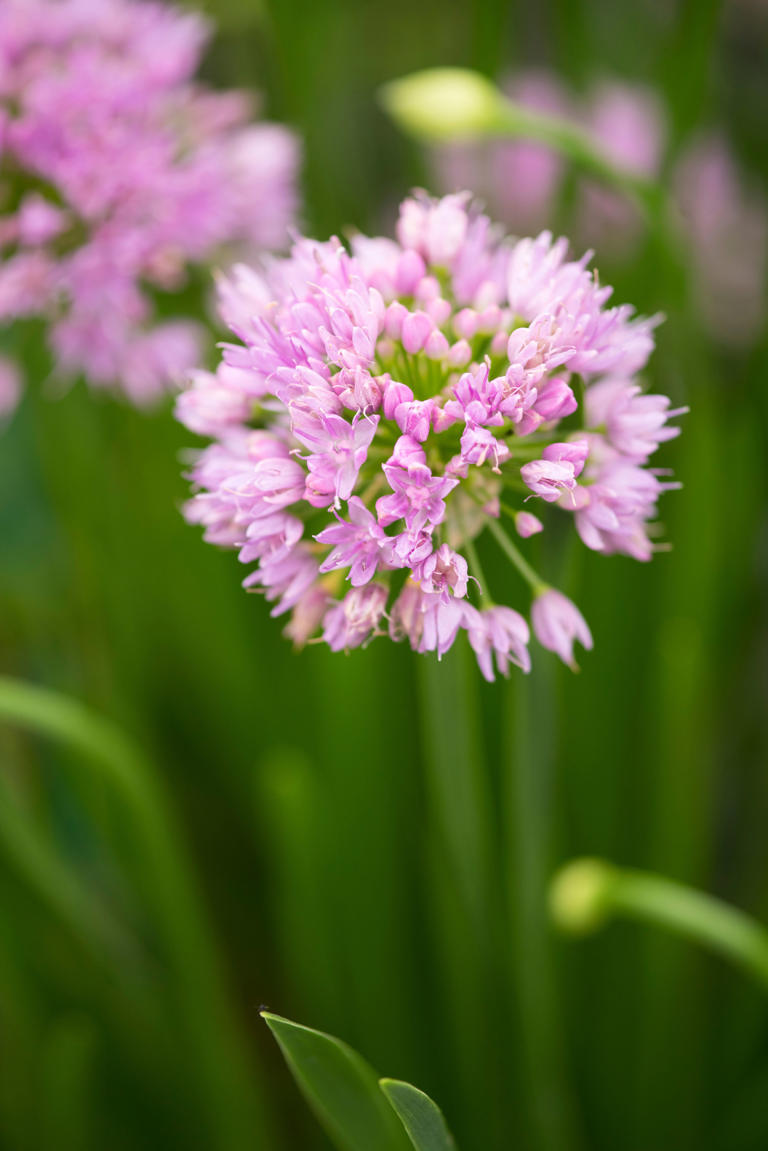RHS Chelsea Flower Show celebrates Sir David Attenborough’s 100 years ...