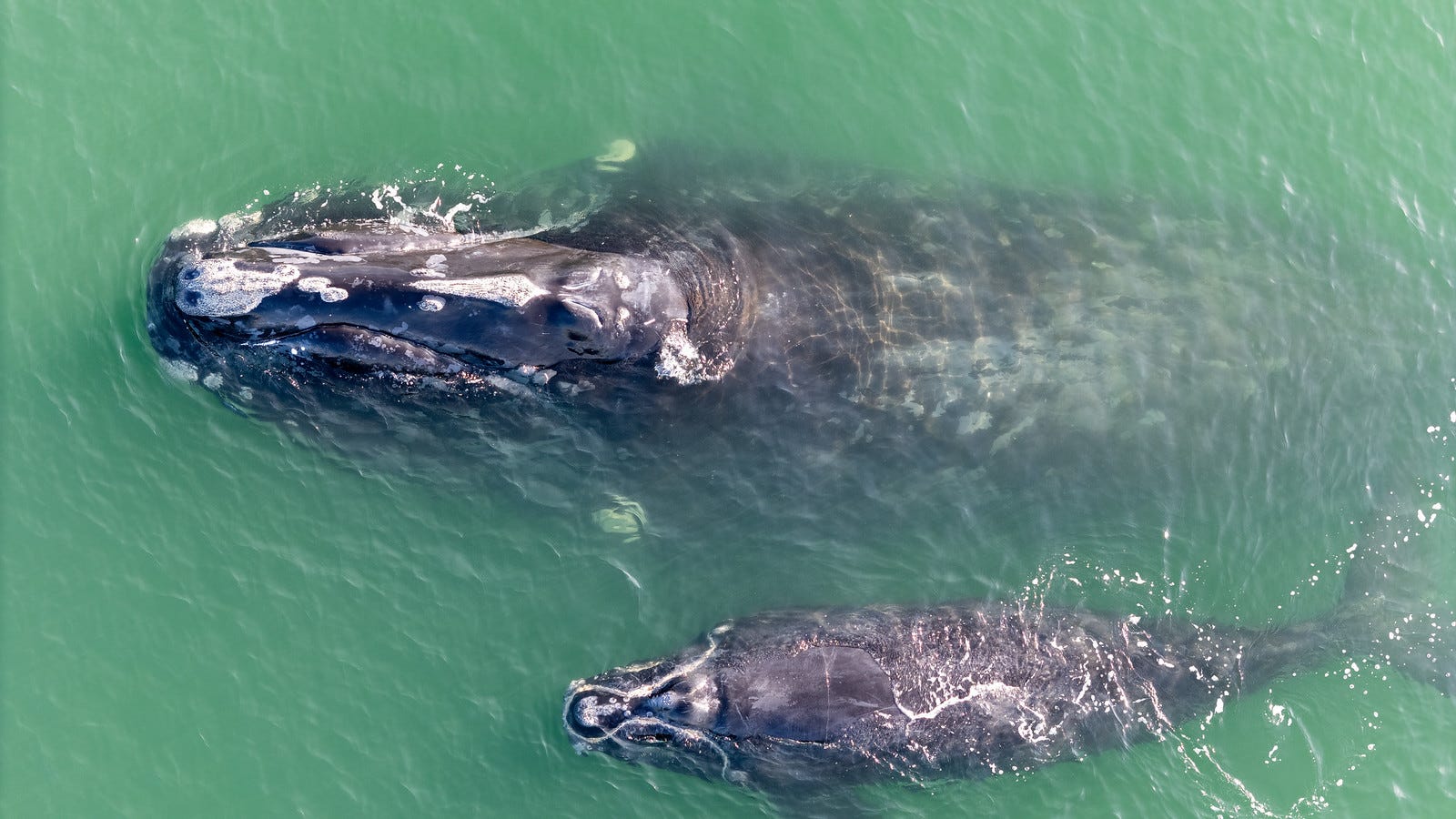 Right whale calving season brings 'cautiously optimistic' hope