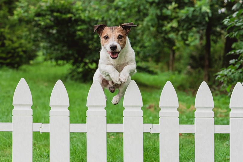 Legal rules if neighbour's dogs and cats poo in your garden - or their own
