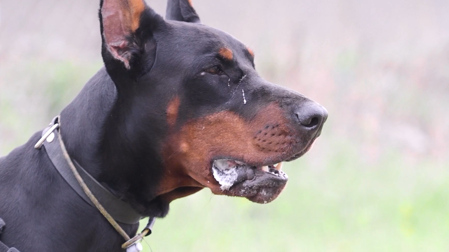 Regardez ce qui se passe quand un chien de 50 kg vous plaque au sol ...