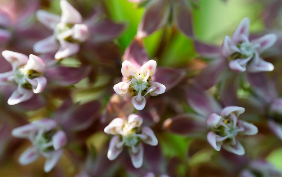 Milkweed magic for monarch lovers