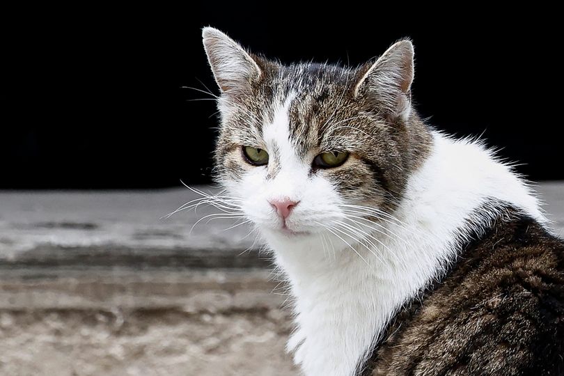 Larry the Cat releases 18-word statement on Starmer chaos as he claims ...