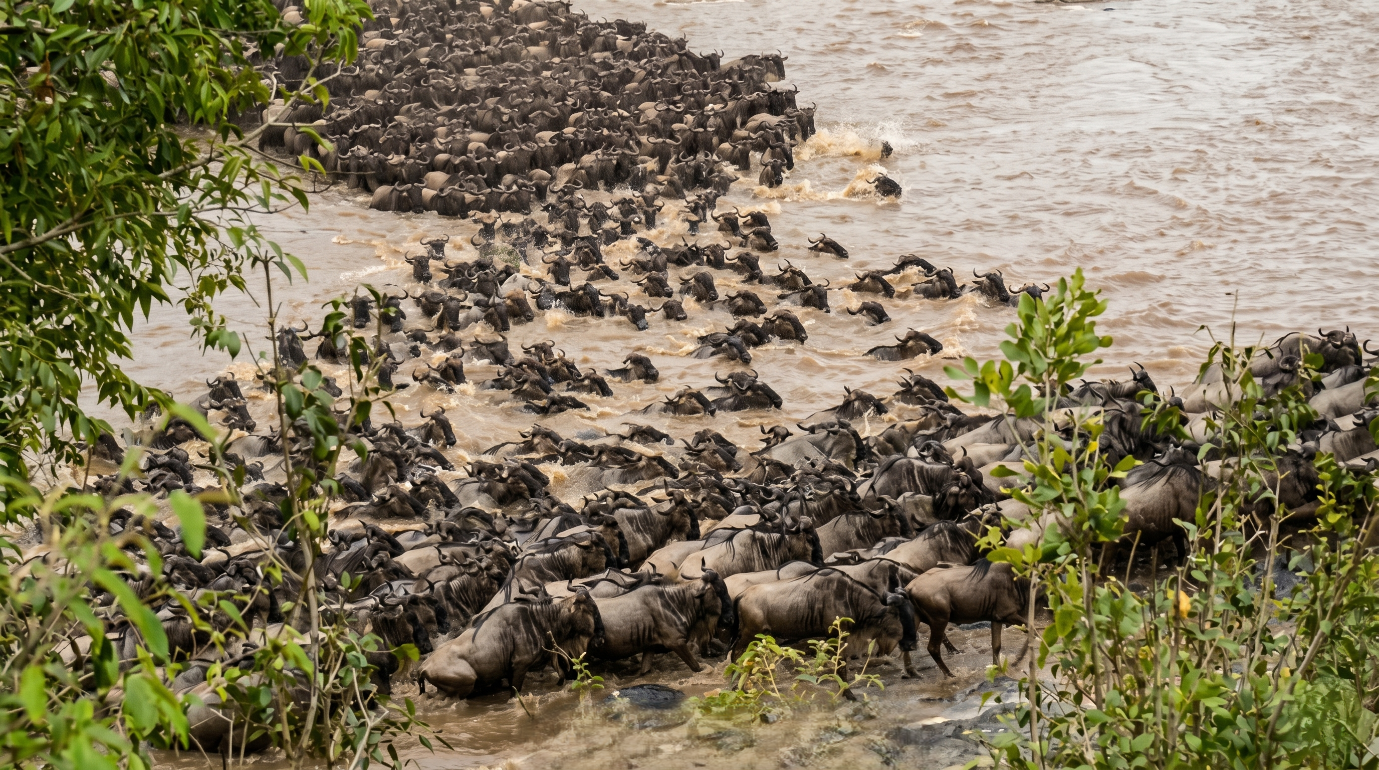 Watch what happens when over 1.5 million wildebeest start running