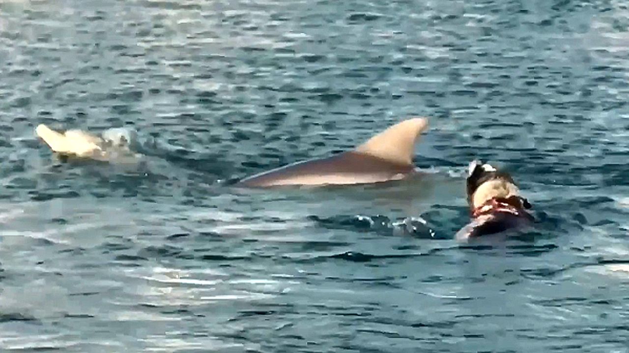 Dog goes for a paddle with a pod of dolphins