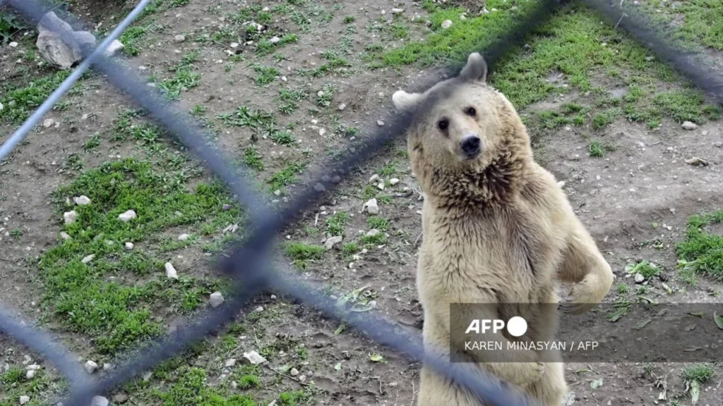 Japón sacrificó más de 14 mil osos el último año