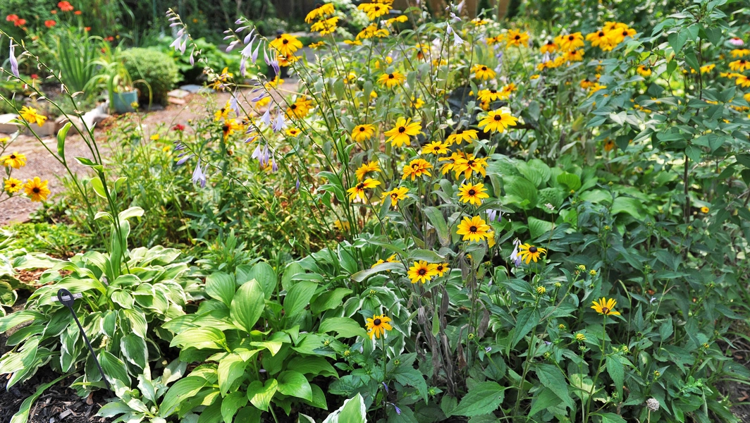 Low-maintenance plants for busy gardeners