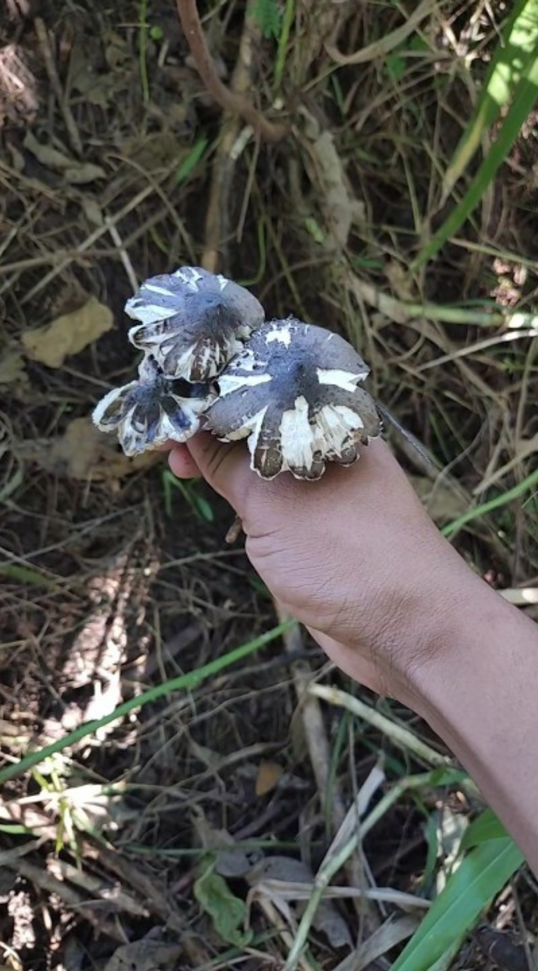 From forest to kitchen: Wild mushroom cooking adventure