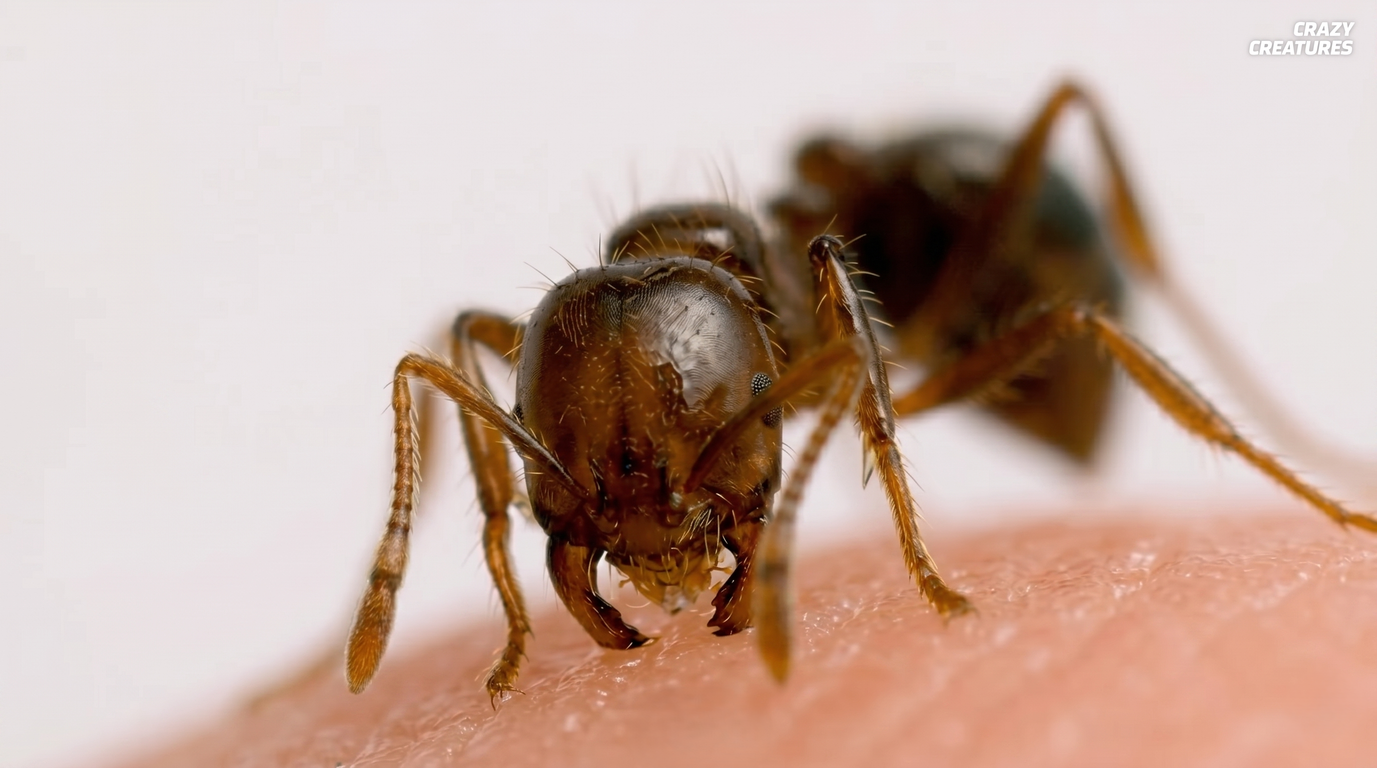 The terrifying venom that makes fire ant stings feel like fire