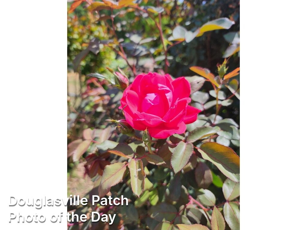 🌱 Patch AM: What Douglasville parents should know about the charges ...