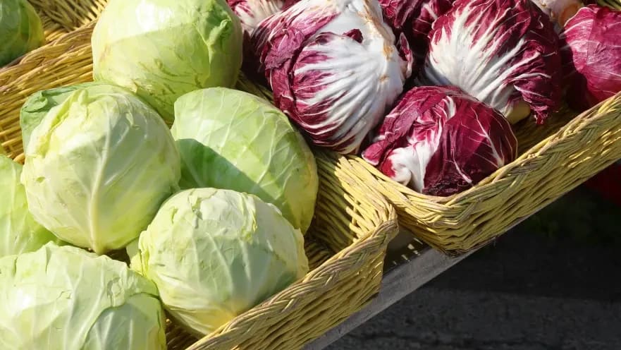 White cabbage or red cabbage - which is healthier for the body?