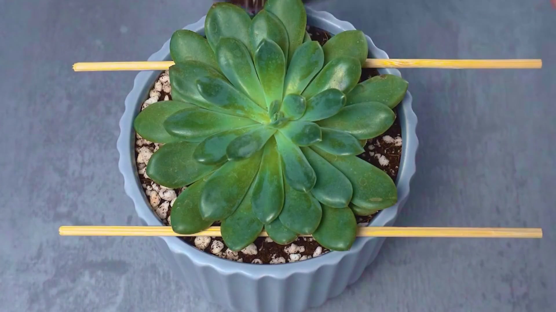 Planten groeien: ontdek de geheimen van groene vrienden