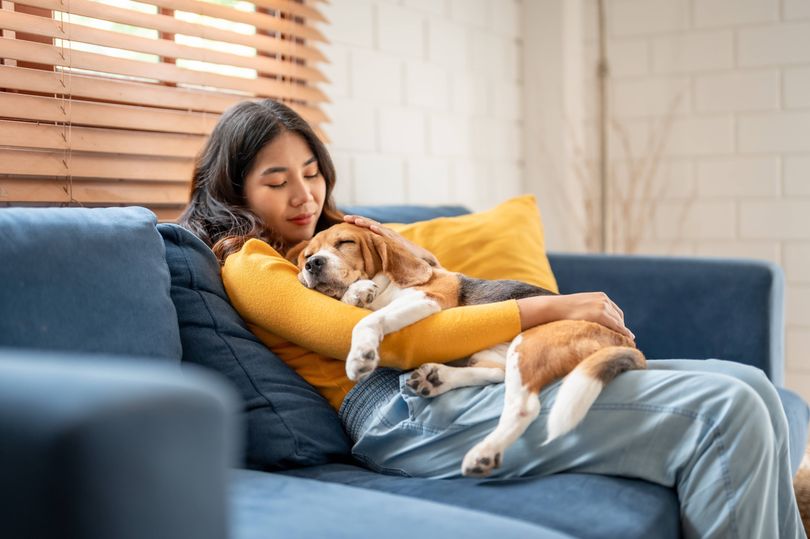 Legal rules if you want to get a new pet