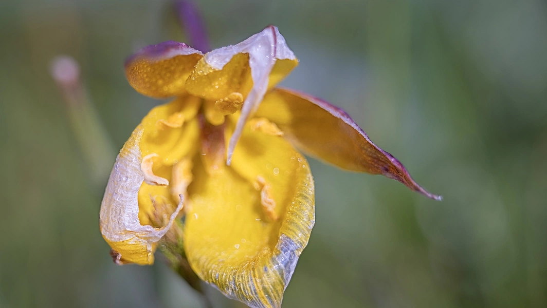 Orchid care tips for thriving blooms