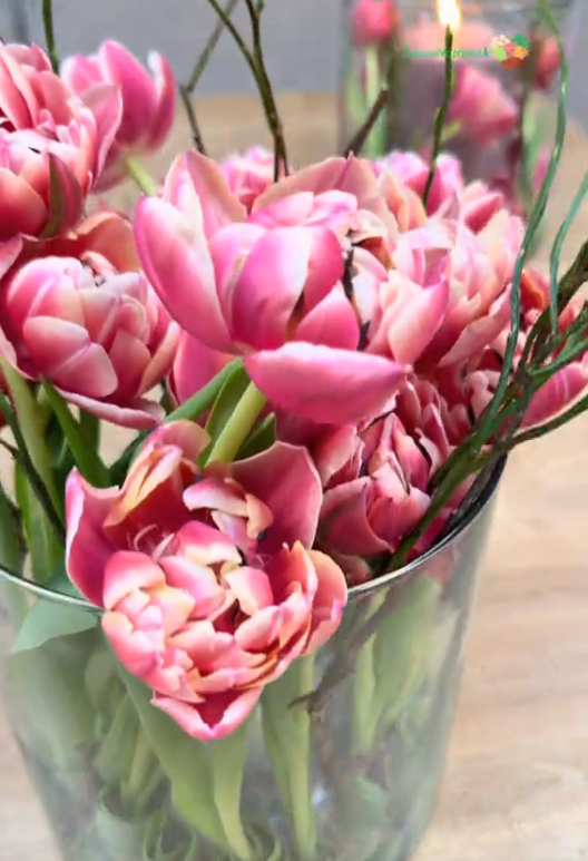 Tulpen im Garten richtig pflegen