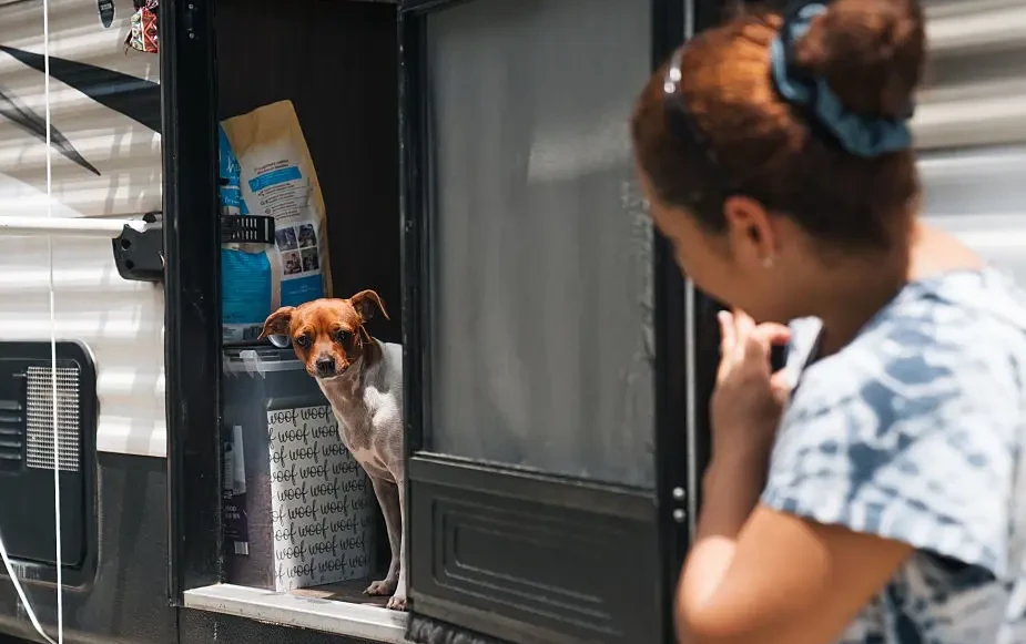 Paralyzed dachshund saved from euthanasia finds loving home