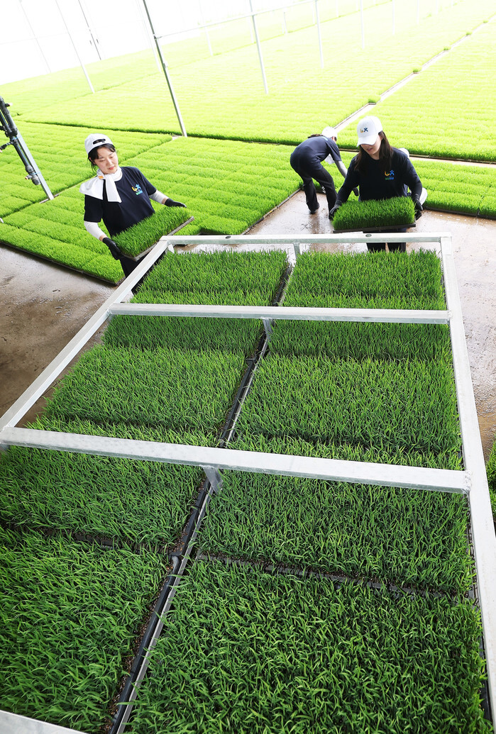 Rice seedlings